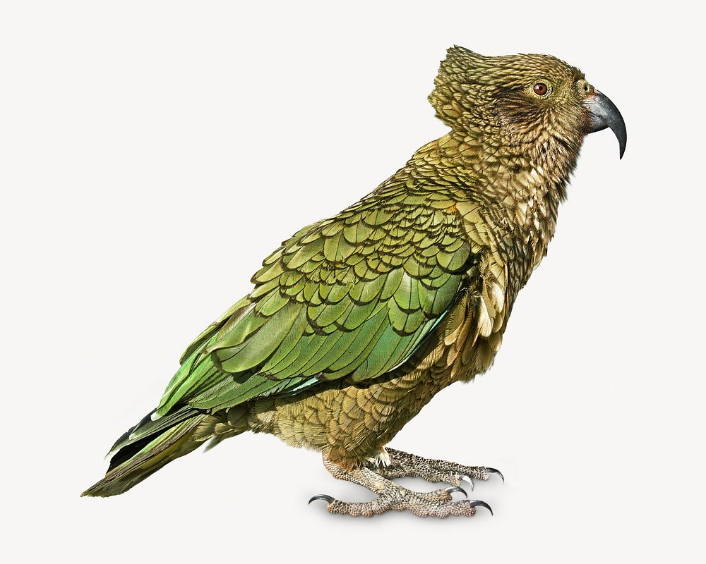 Wild parrot wild green bird | Free Photo - rawpixel