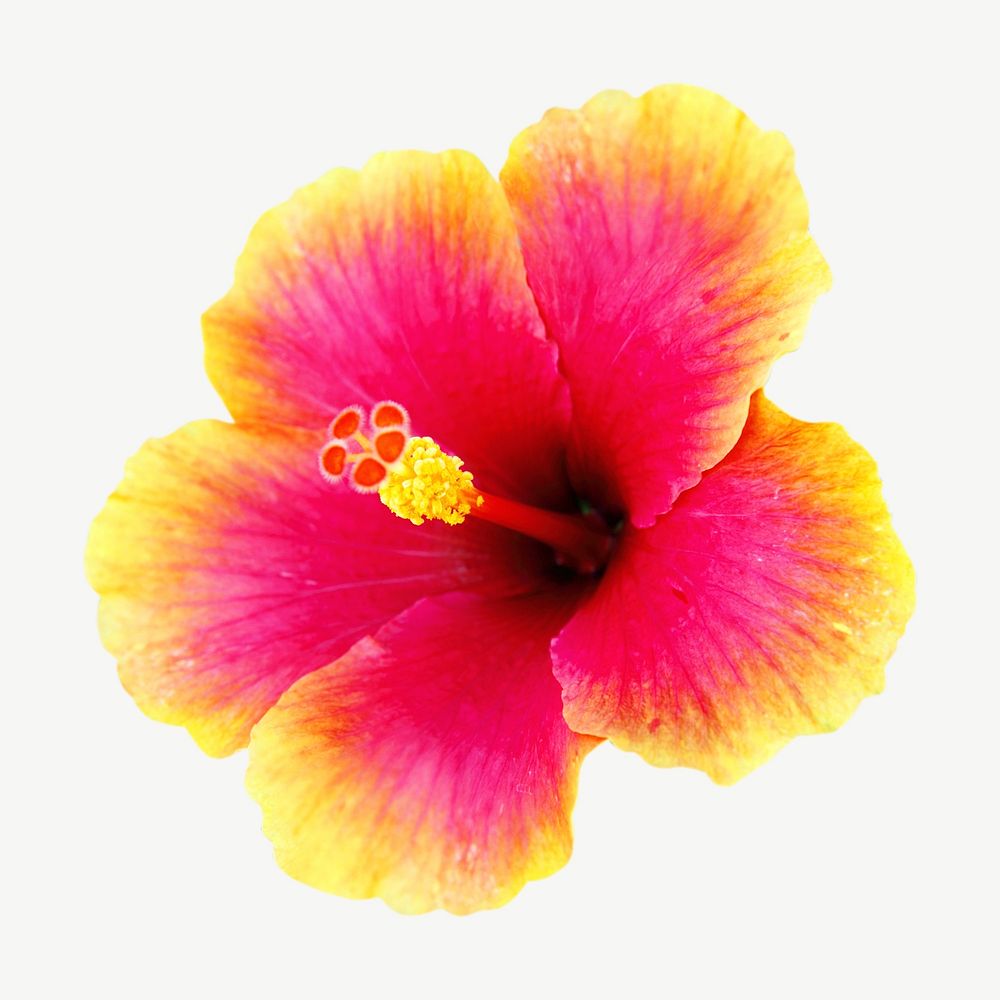 Pink and yellow flower collage | Premium PSD - rawpixel