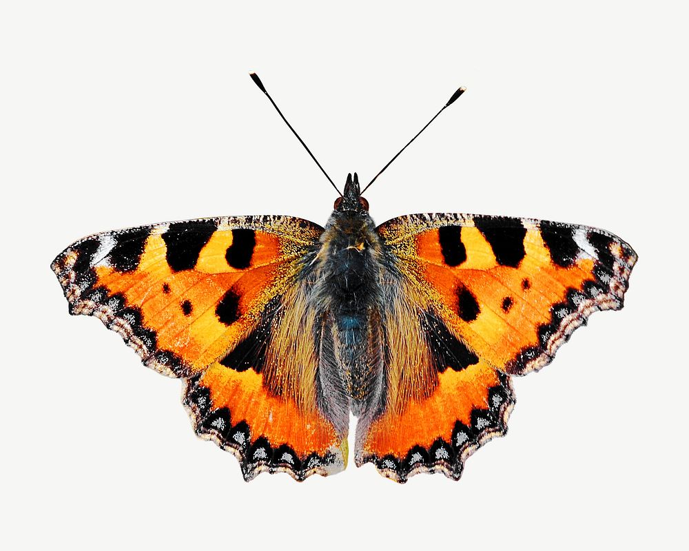 Butterfly butterfly psd, isolated design | Free PSD - rawpixel