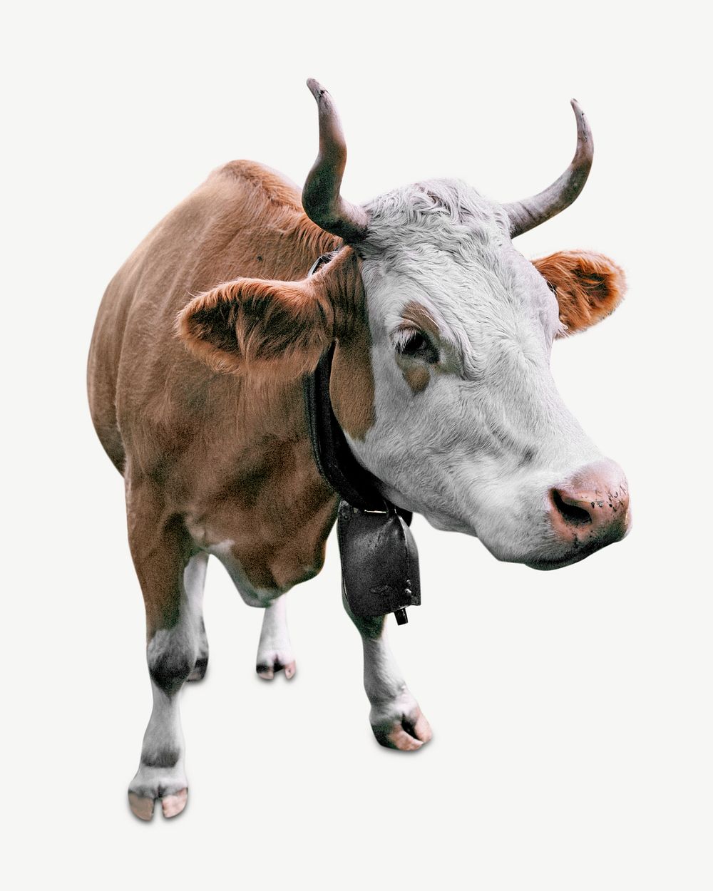 Cow standing psd isolated design | Free PSD - rawpixel