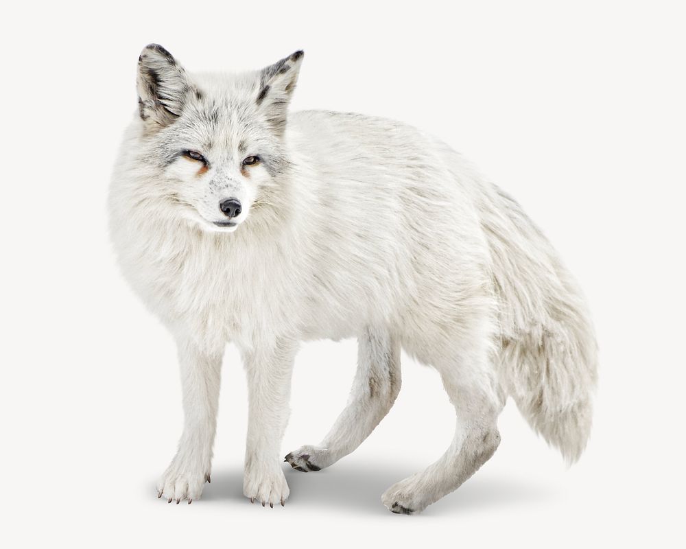 White arctic fox | Free Photo - rawpixel