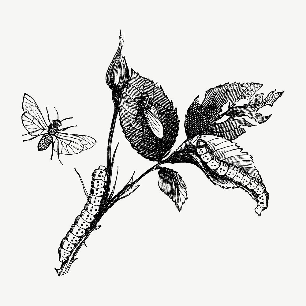 Sawflies, vintage insect collage element | Premium PSD - rawpixel