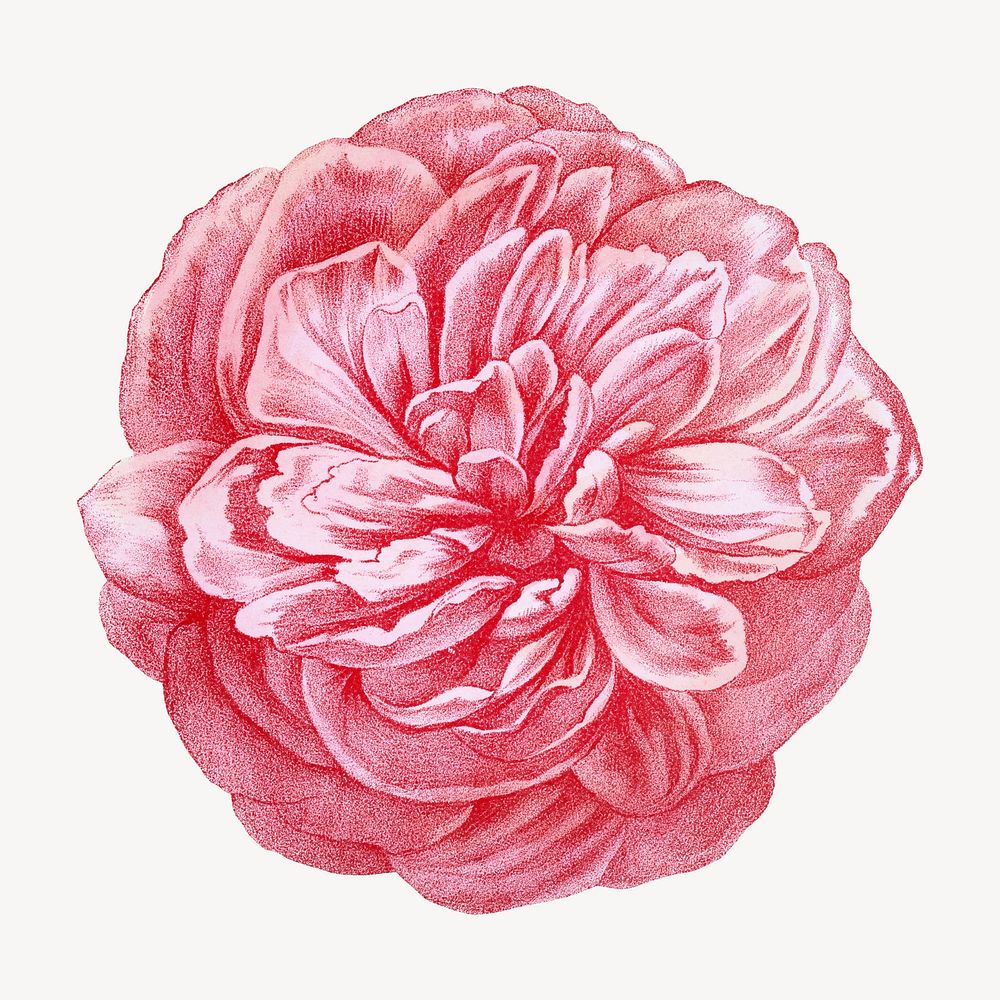 Pink rose, vintage French flower | Free Photo Illustration - rawpixel
