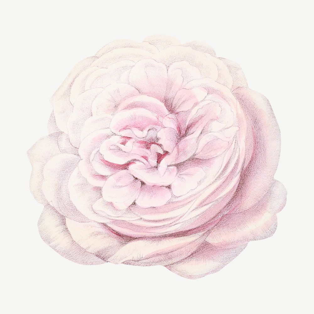 Light pink rose, French flower | Premium PSD - rawpixel