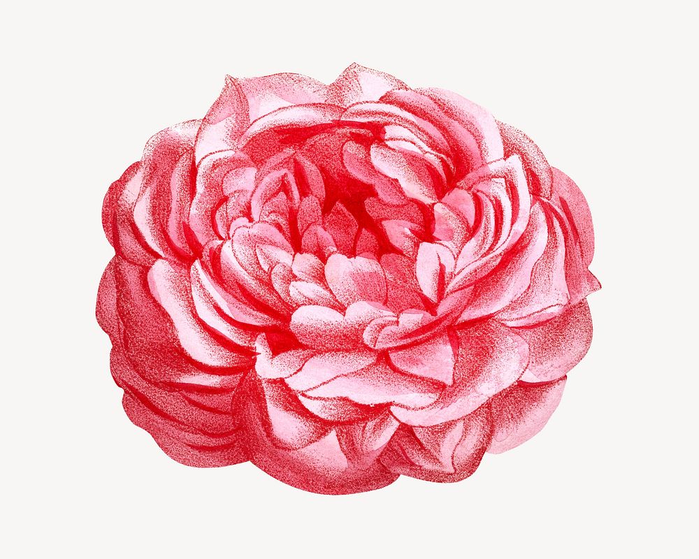 Pink rose, French flower vintage | Free Photo Illustration - rawpixel