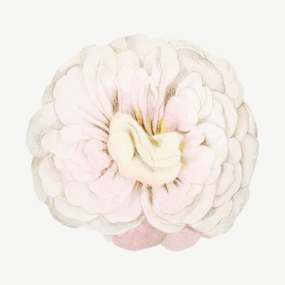 Light pink rose, French flower | Premium PSD - rawpixel