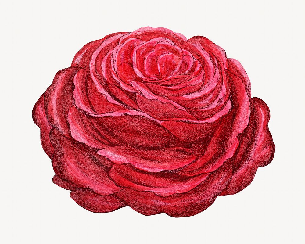 Red rose, French flower vintage | Free Photo Illustration - rawpixel