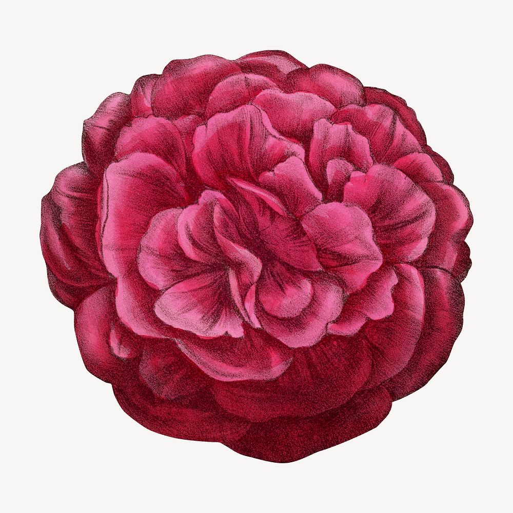 Red rose, French flower vintage | Free Photo Illustration - rawpixel