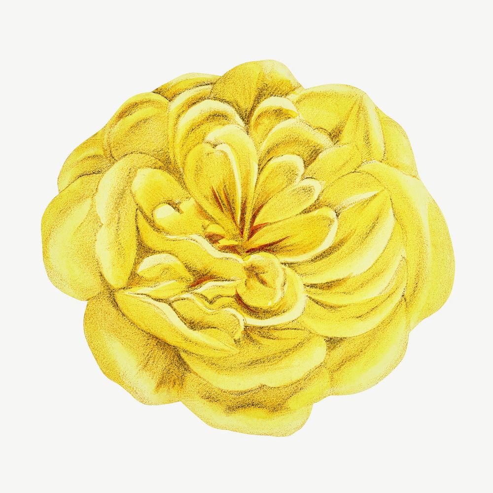 Yellow rose, French flower vintage | Premium PSD - rawpixel