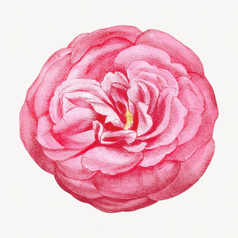 Pink rose, French flower vintage | Free Photo Illustration - rawpixel