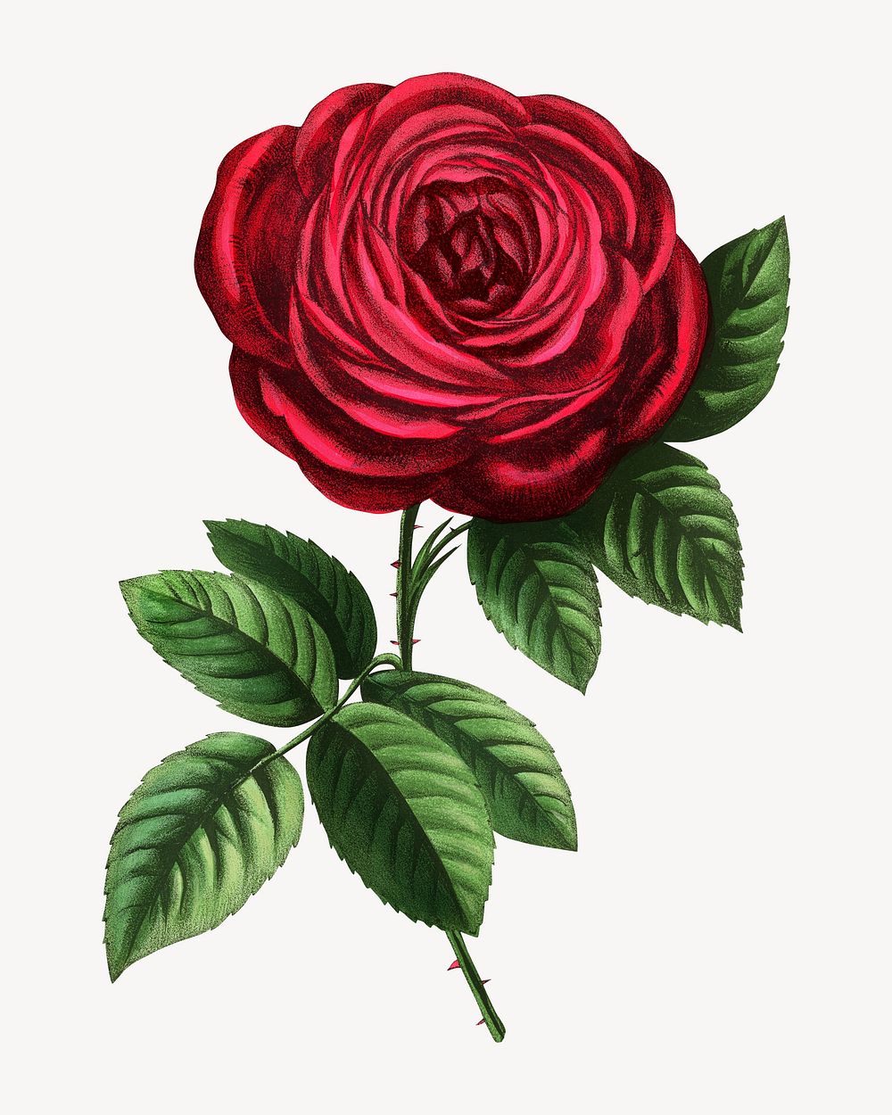 Red rose, French flower vintage | Free Photo Illustration - rawpixel