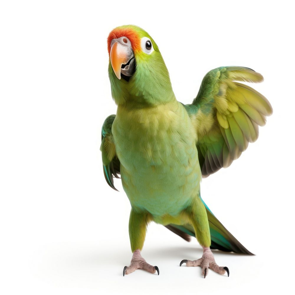 Parrot animal bird white background. | Premium Photo - rawpixel