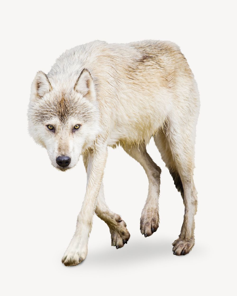 White wolf, isolated animal image | Free Photo - rawpixel