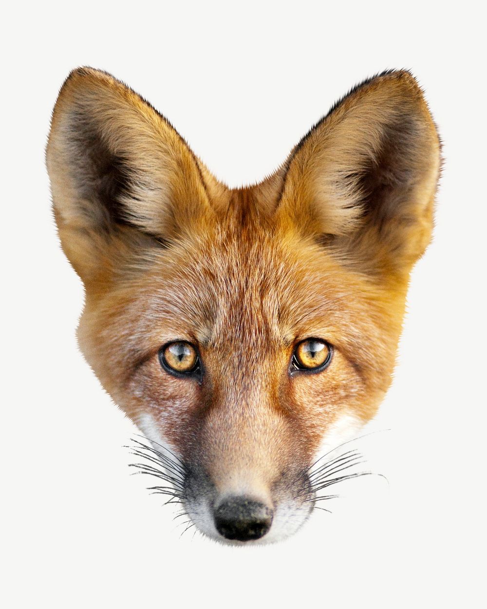 Fox face, wild animal collage | Premium PSD - rawpixel