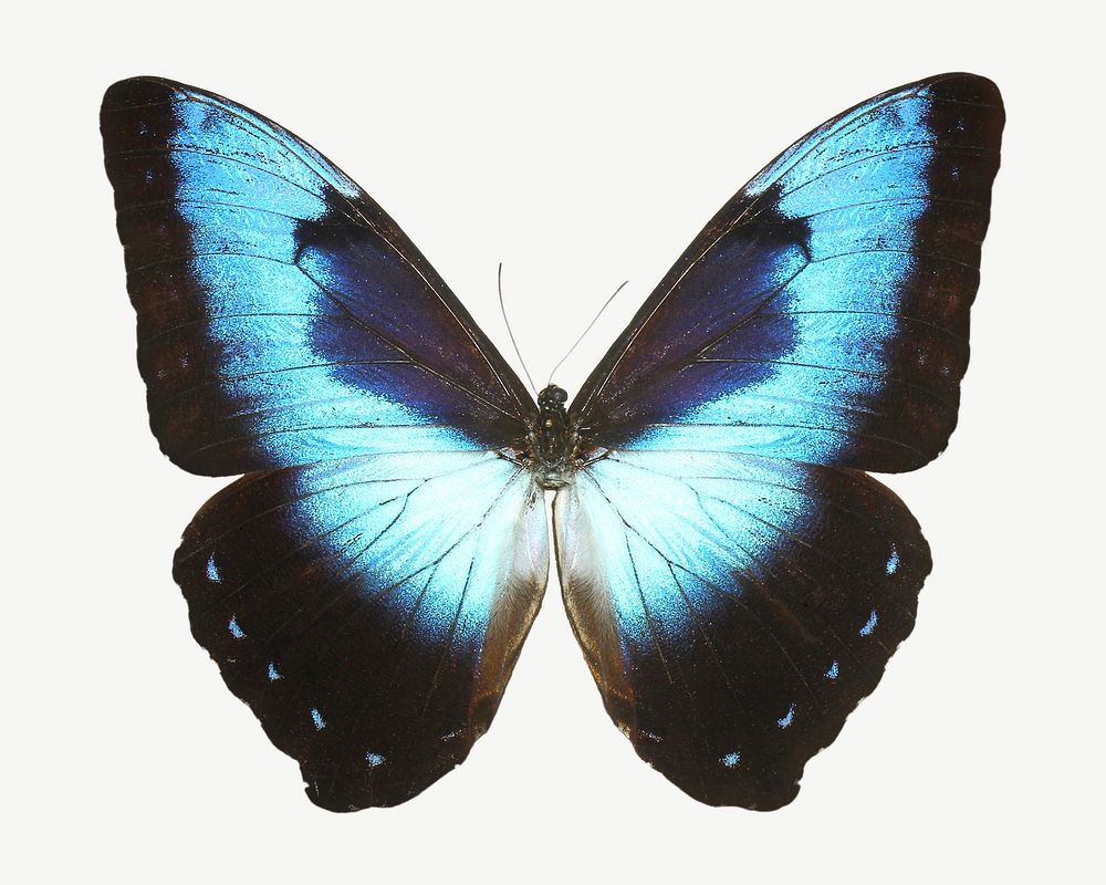 Aesthetic butterfly collage element, animal | Free PSD - rawpixel