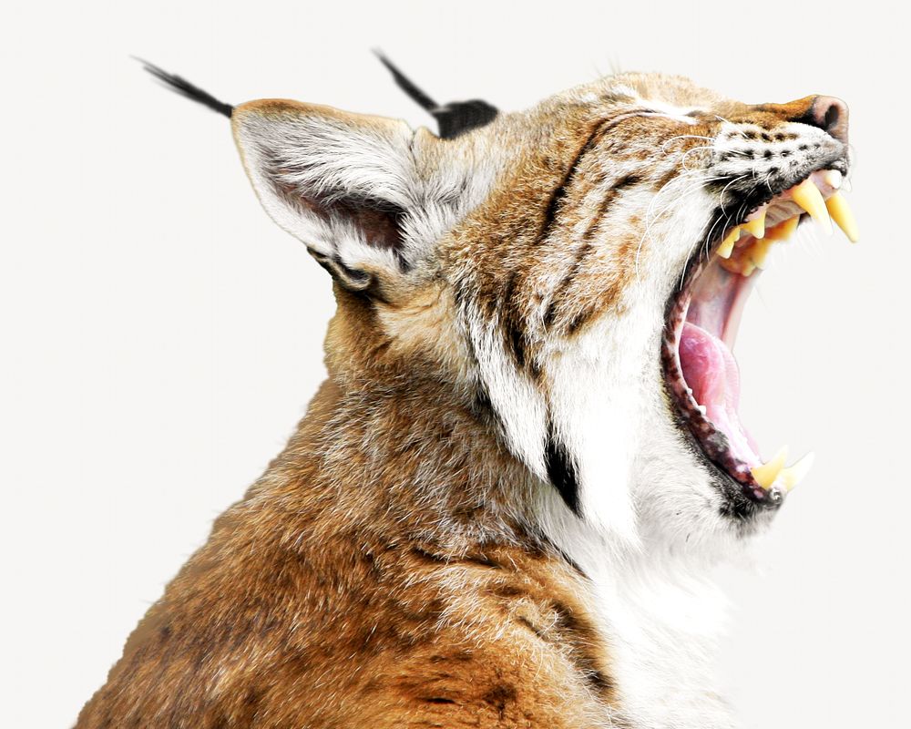 Yawning lynx cat, pet animal | Free Photo - rawpixel