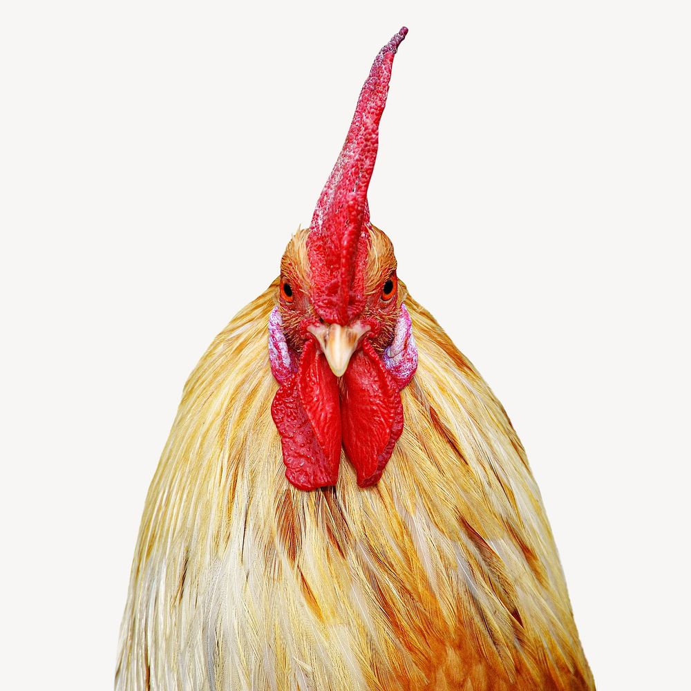 Rooster chicken, isolated farm animal | Free Photo - rawpixel