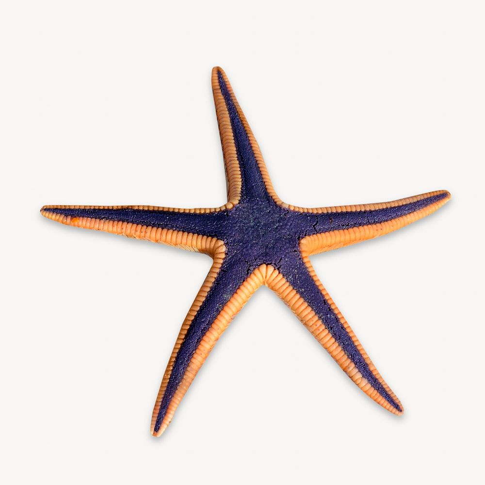 Starfish, isolated image | Free Photo - rawpixel