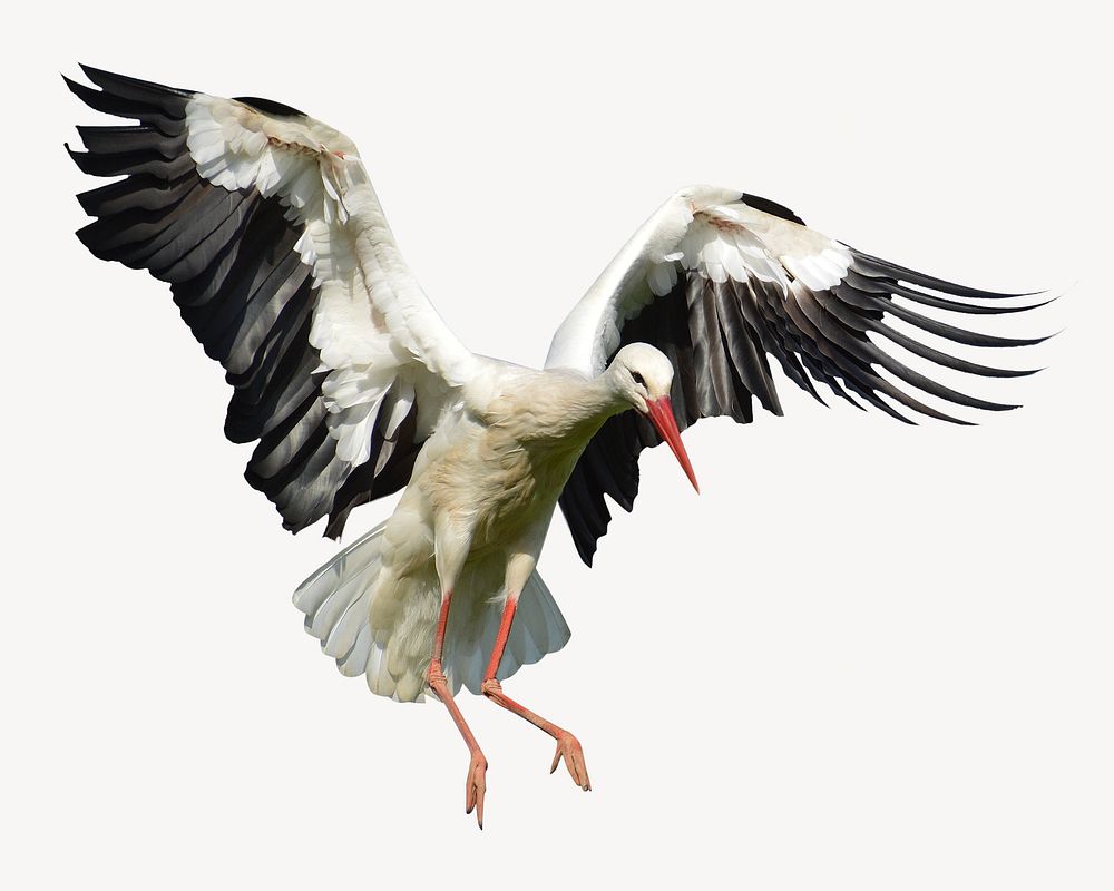 Flying stork bird, isolated animal | Free Photo - rawpixel