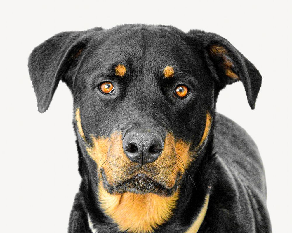 Rottweiler dog animal isolated image | Free Photo - rawpixel