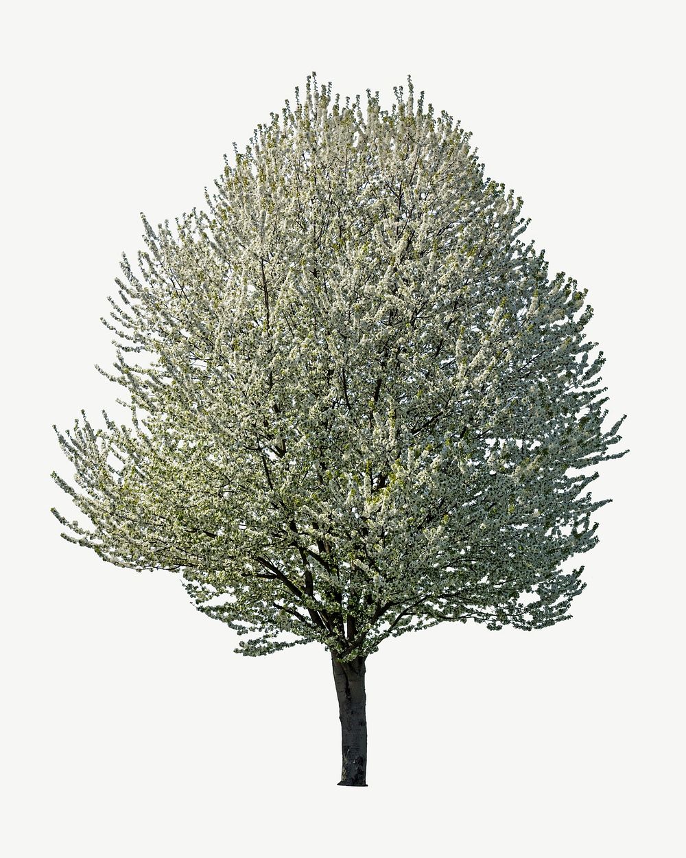 Lone tree, botanical collage element | Premium PSD - rawpixel