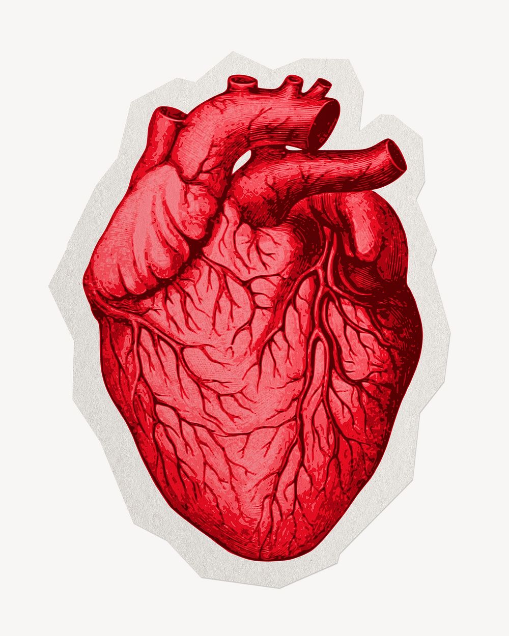 Human heart paper cut isolated | Free Photo - rawpixel