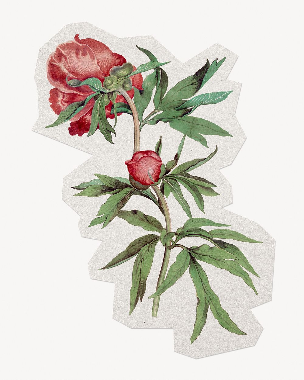 Aesthetic peony, paper cut isolated | Free Photo - rawpixel