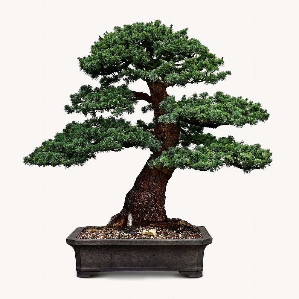 Bonsai tree collage element, isolated | Free Photo - rawpixel