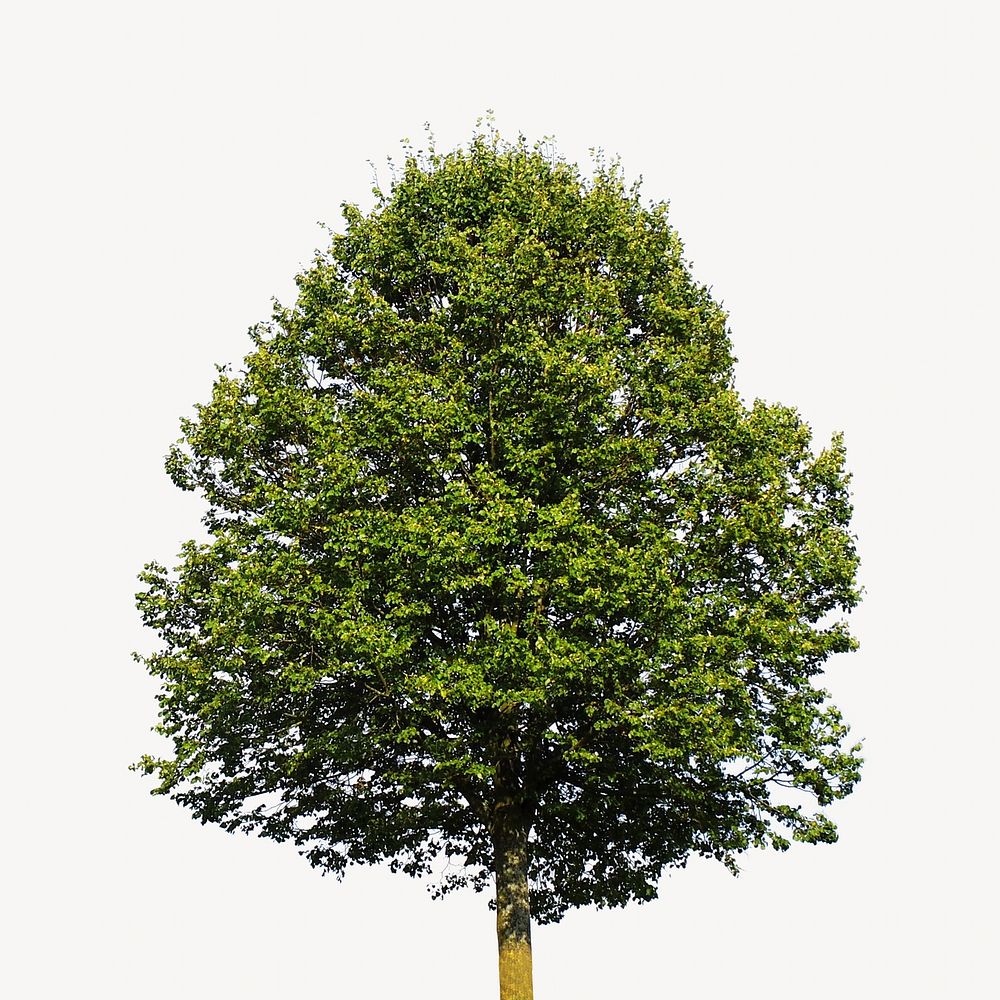 Lone tree collage element, isolated | Free Photo - rawpixel