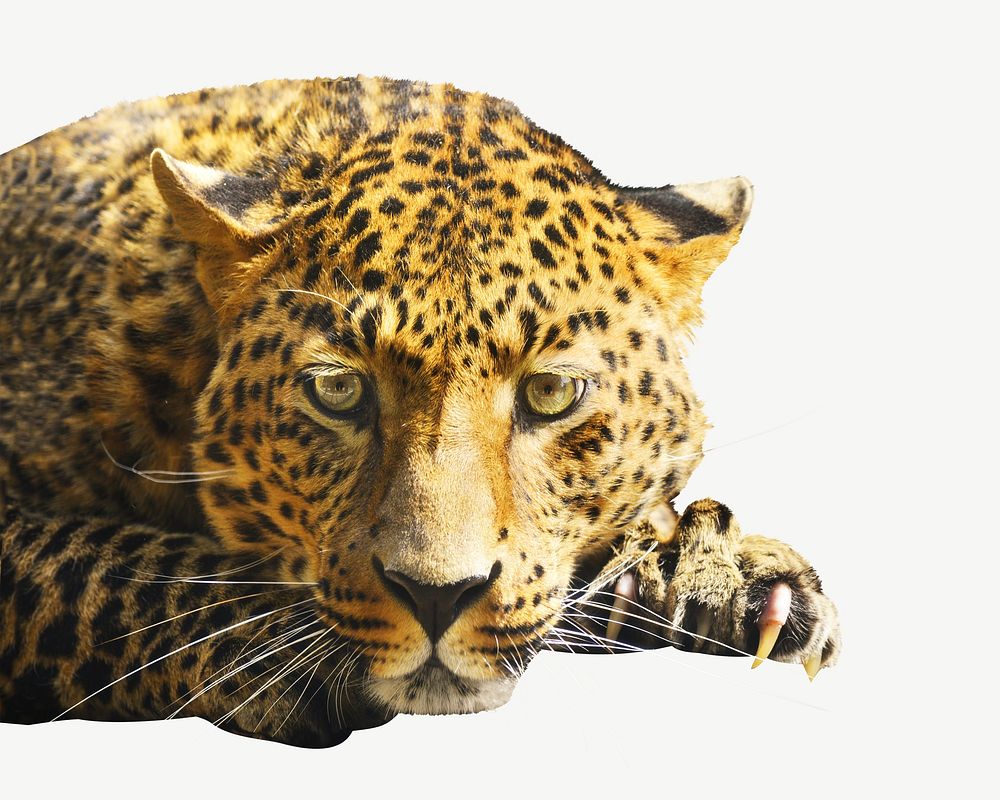 Leopard collage element, animal isolated | Premium PSD - rawpixel