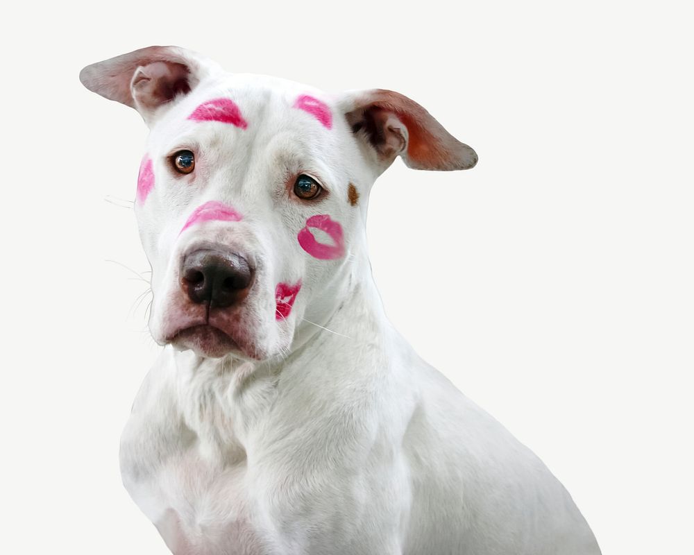 Pitbull dog kisses, pet animal | Premium PSD - rawpixel