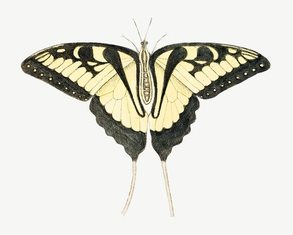 Swallowtail butterfly illustration collage element, | Premium PSD ...