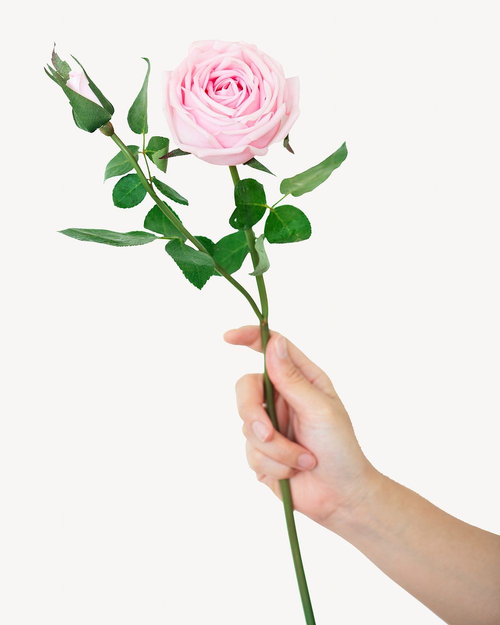 Hand holding rose, isolated botanical | Free Photo - rawpixel