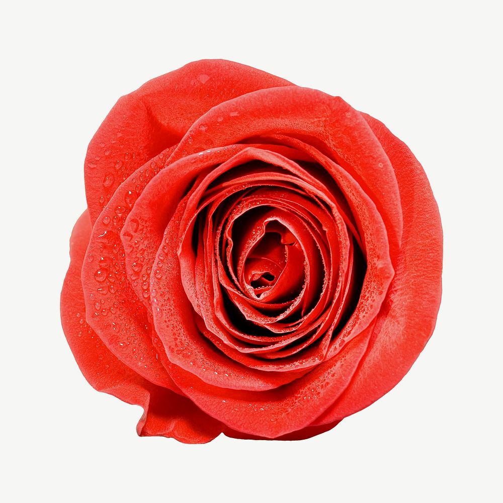Red rose flower collage element | Free PSD - rawpixel