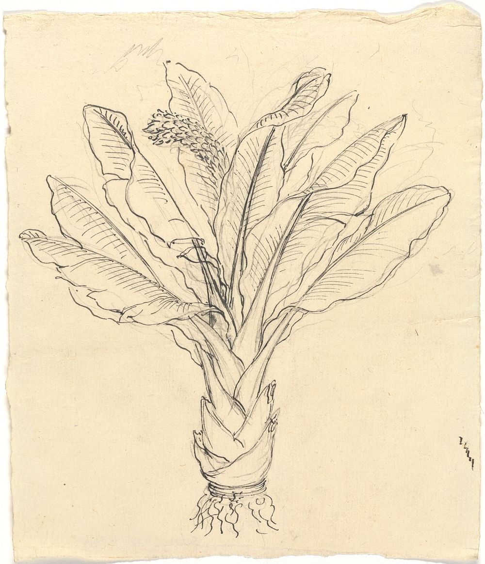 Ensete Ventricosum by Luigi Balugani | Free Photo - rawpixel