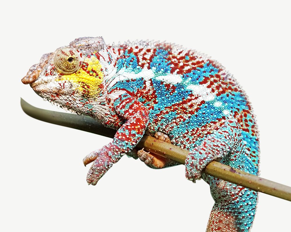 Iguana lizard collage element psd | Premium PSD - rawpixel