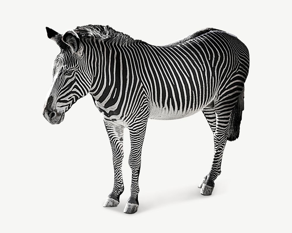 Zebra collage element psd | Premium PSD - rawpixel