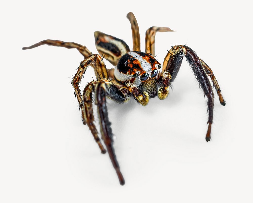 Spider isolated image | Free Photo - rawpixel