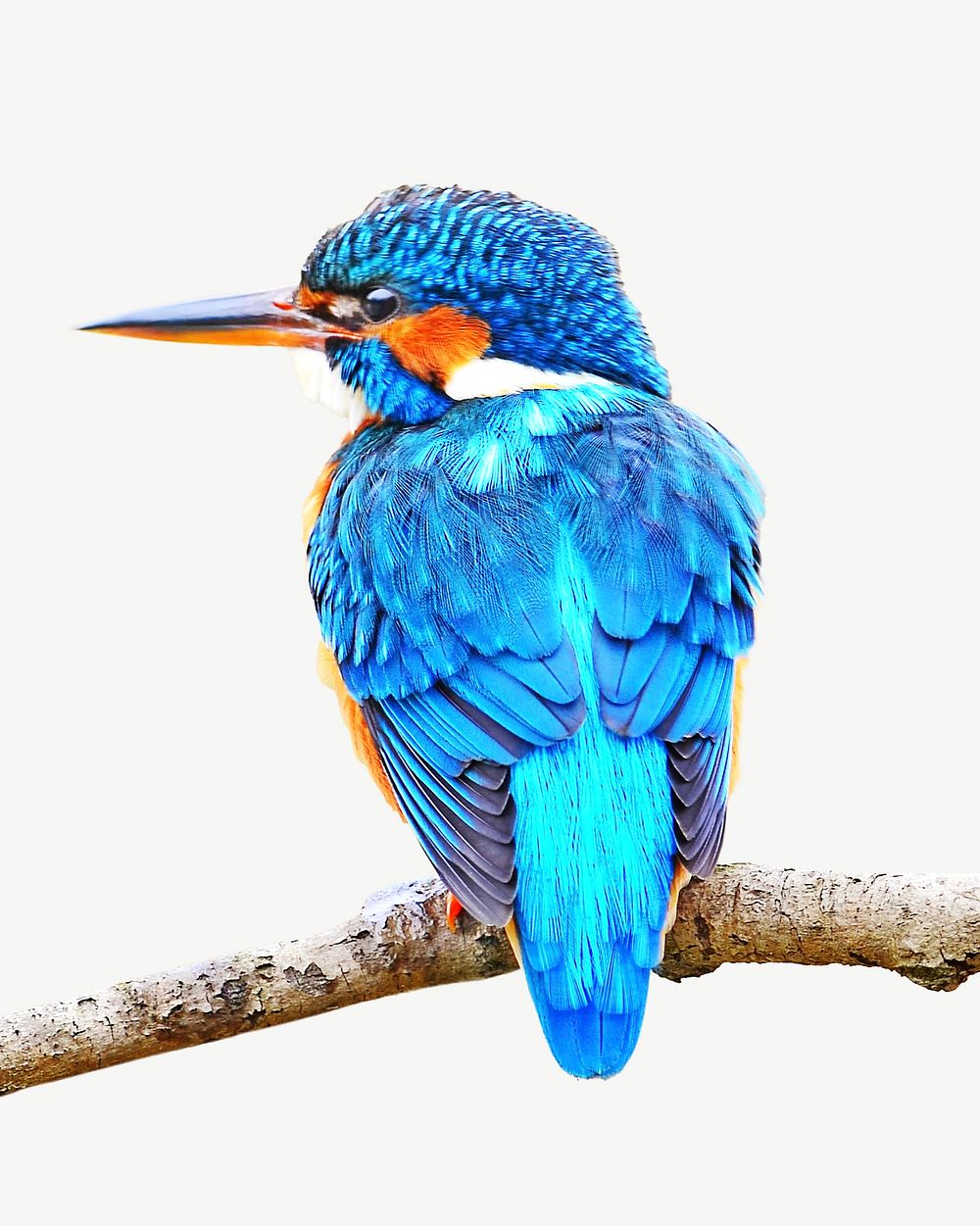 Cute bird, animal collage element | Premium PSD - rawpixel