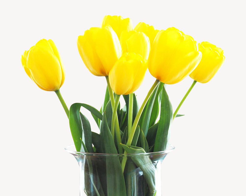 Tulip flower isolated image | Free Photo - rawpixel