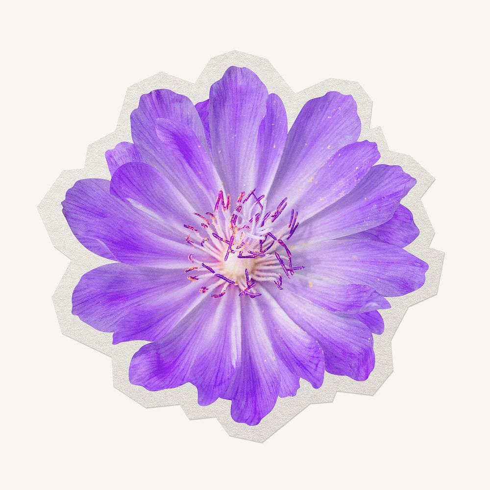 Purple flower, bitterroot, paper cut | Premium Photo - rawpixel