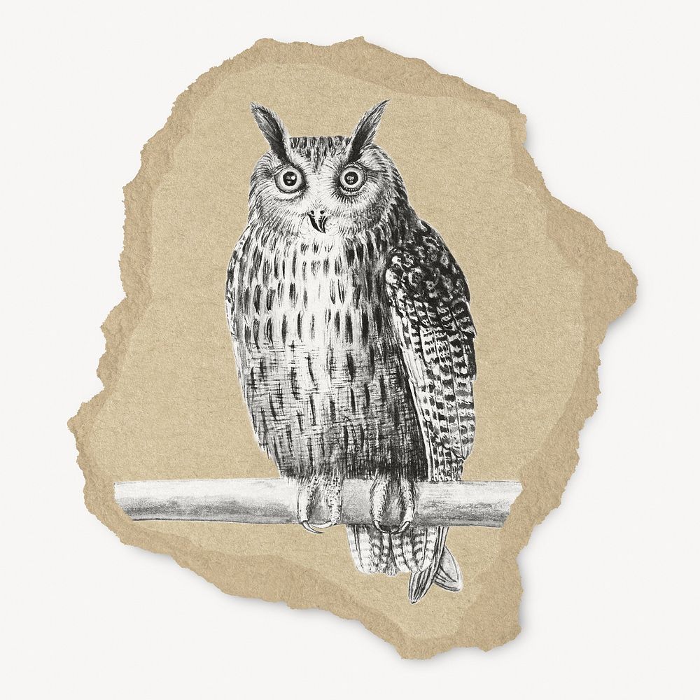 Vintage owl illustration, ripped paper | Premium Photo - rawpixel