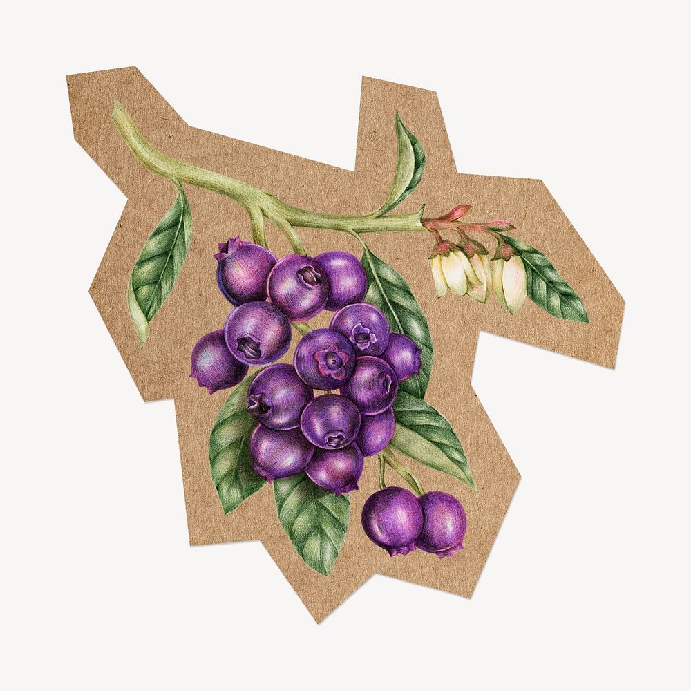 Hand drawn blueberries, cut out paper | Premium Photo - rawpixel
