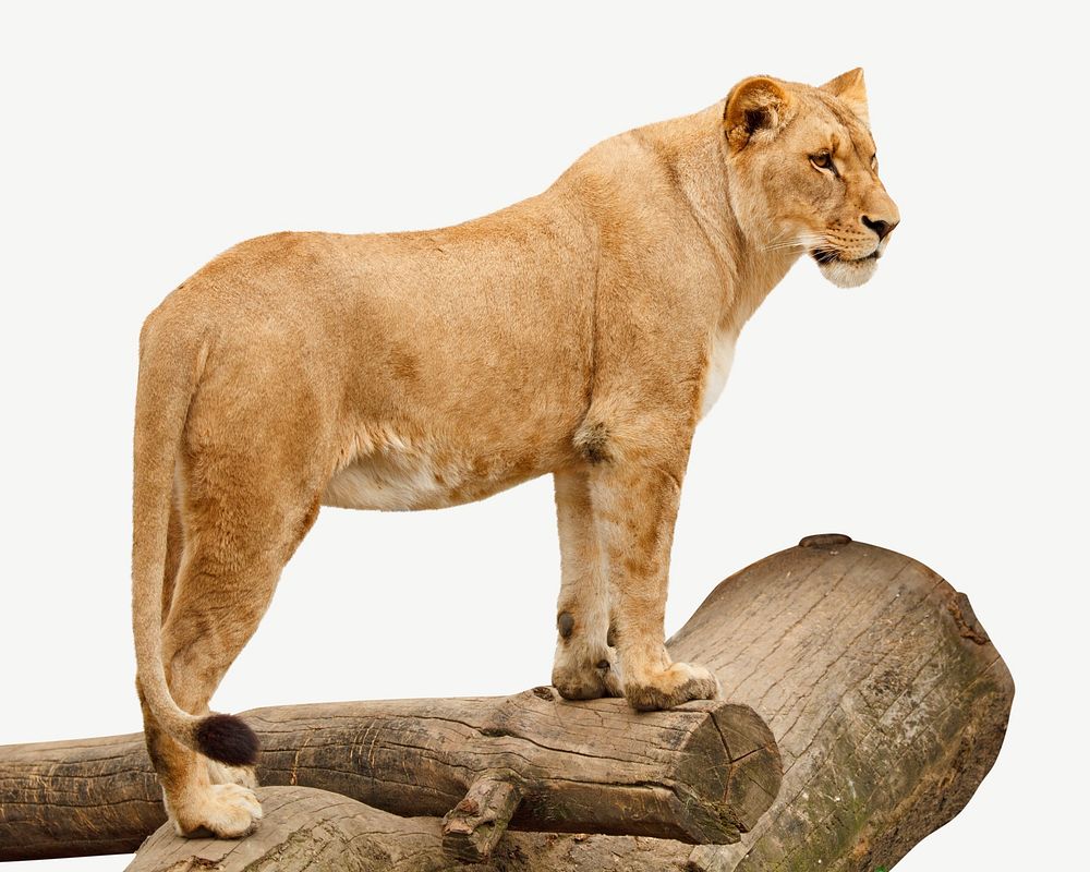 Female lion psd isolated design | Premium PSD - rawpixel