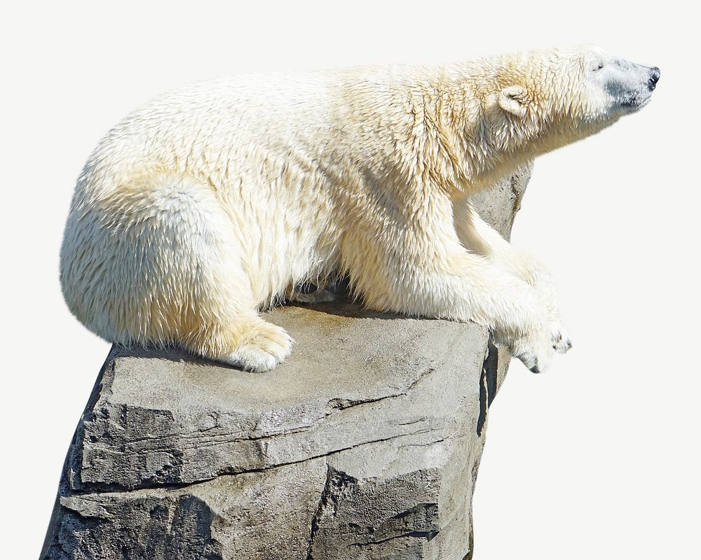 Polar bear psd isolated design | Premium PSD - rawpixel