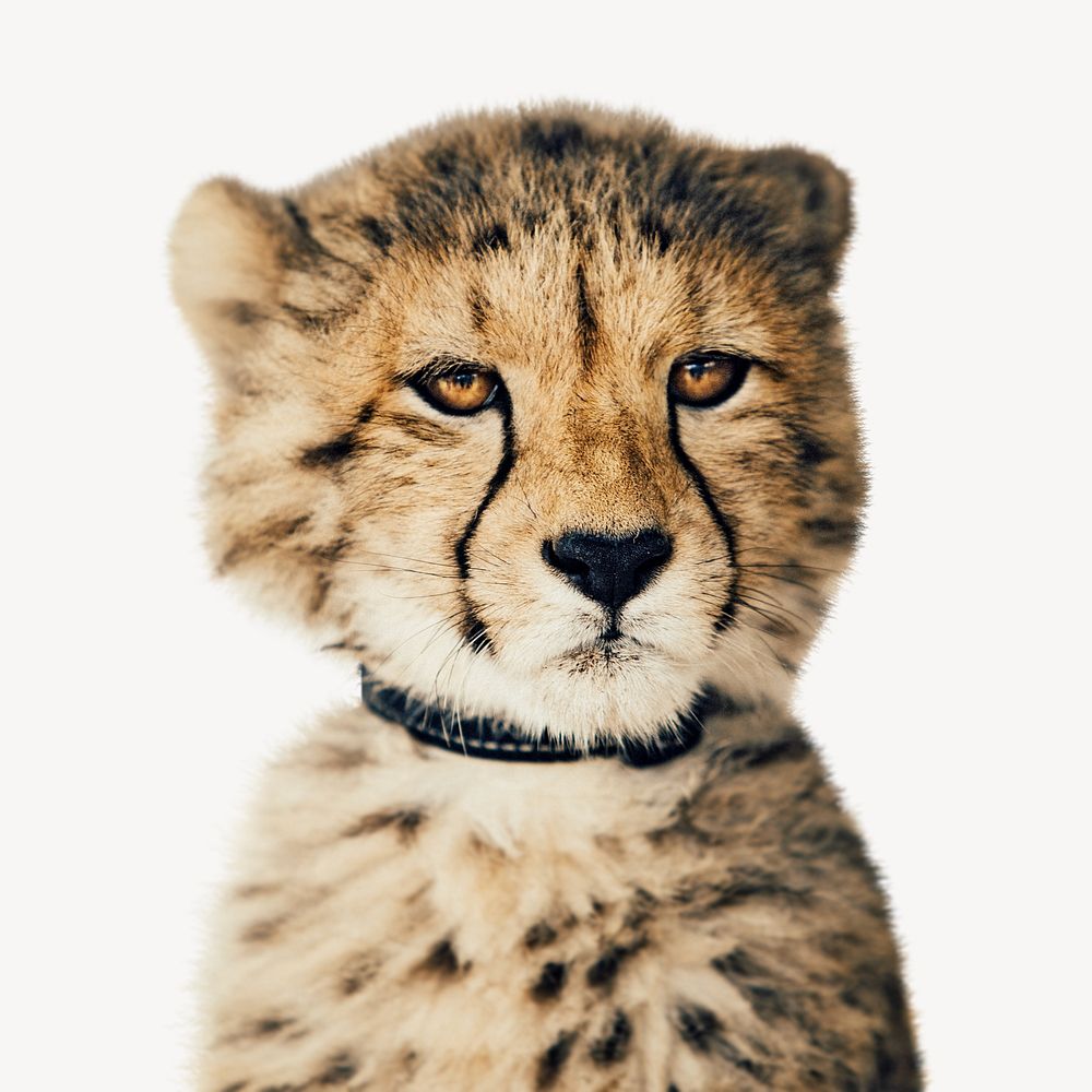 Cheetah cub, wild animal isolated | Free Photo - rawpixel