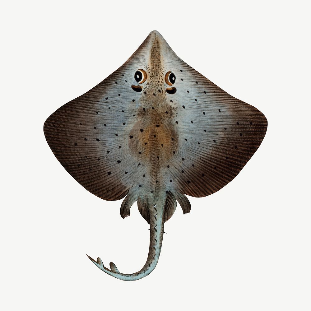 Stingray vintage illustration image, collage | Premium PSD - rawpixel