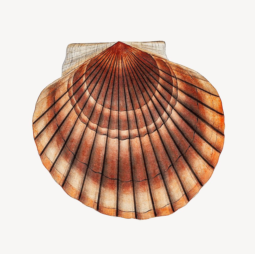 Clam shell varieties set illustration | Premium PSD - rawpixel