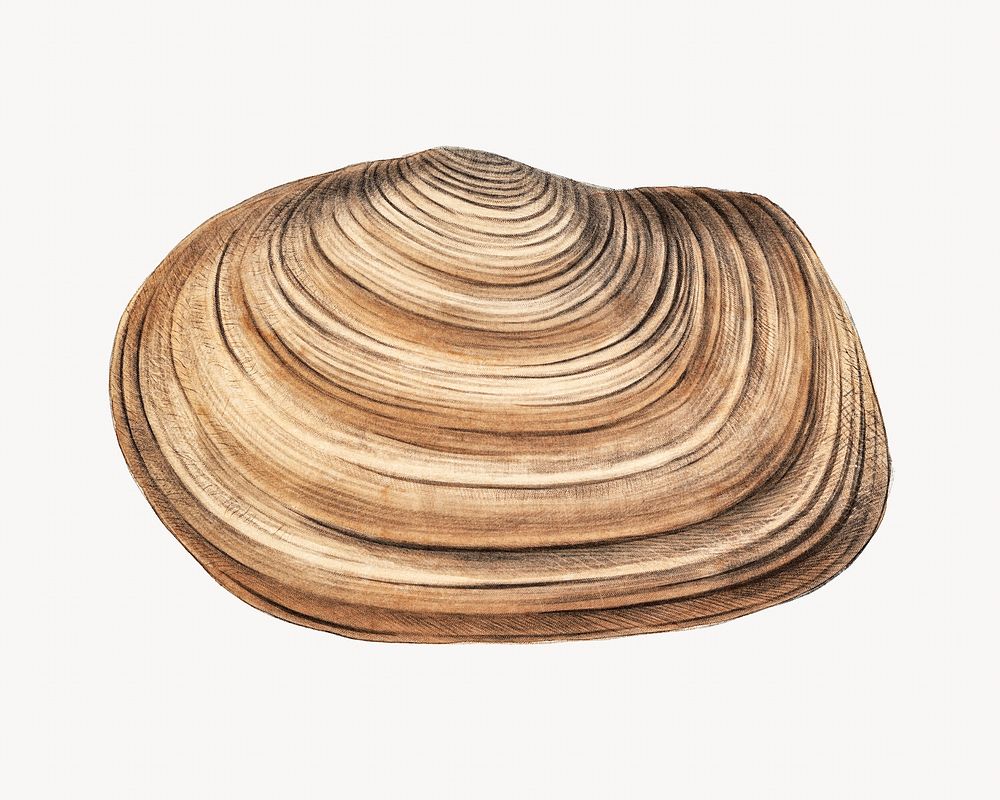 Clam shell vintage illustration | Premium Photo - rawpixel