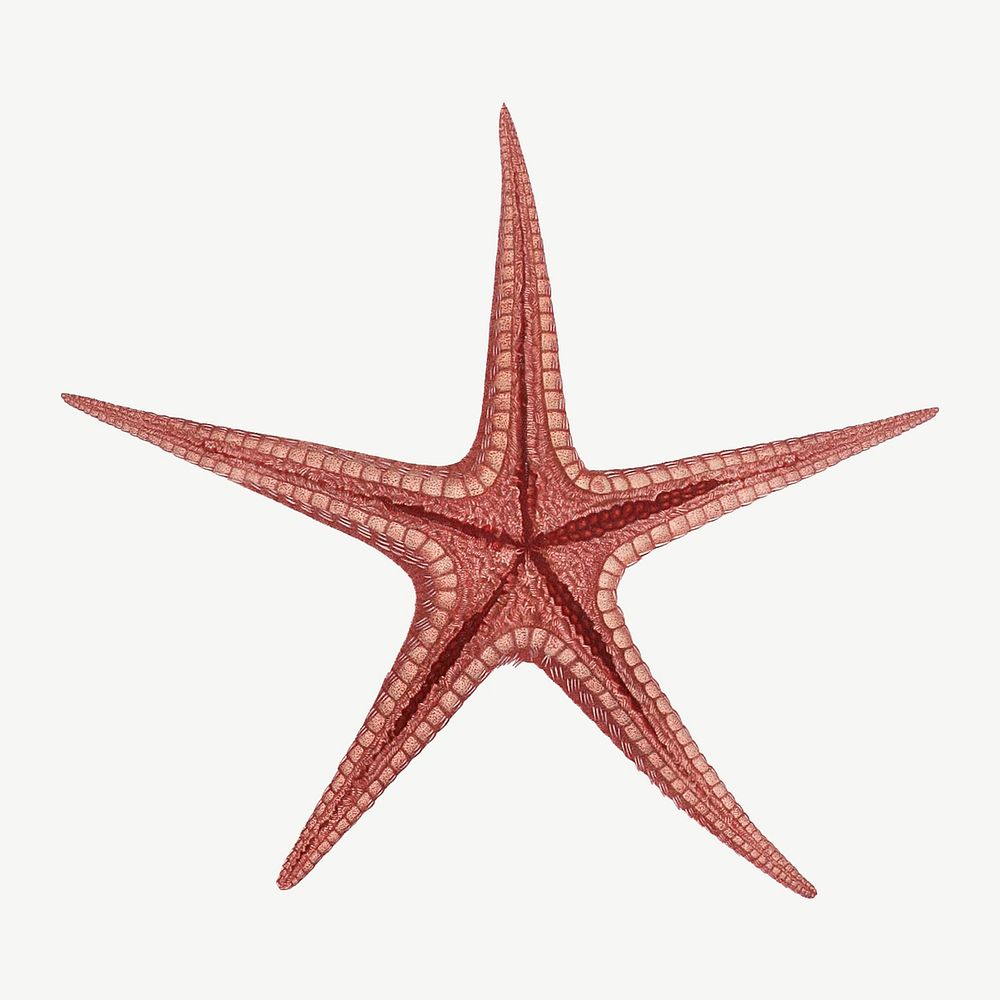 Starfish vintage illustration, collage element | Premium PSD - rawpixel